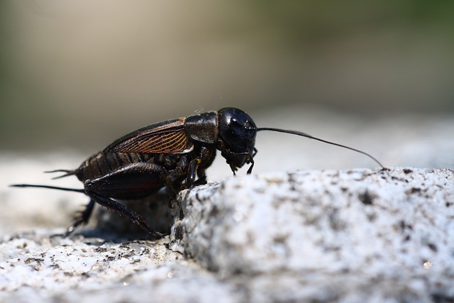 Crickets, Acheta Powder, and Horsehair Worms. It's In Snacks. - Montana ...